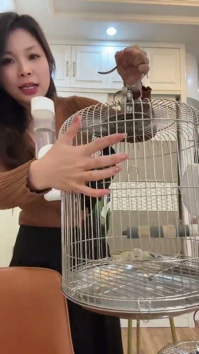 鸟笼鸟具 鸟笼 不锈钢鸟笼 八哥鸟 Youtube