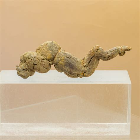 Unearth Secrets With Coprolite Dinosaur Dung Fossils