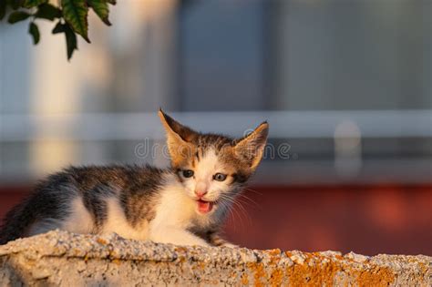 A Cute Kitten Standing On A Rough Wall In The Sunlight An Outdoor