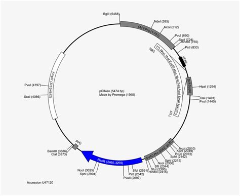 686 X 600 4 Plasmid Map 686x600 Png Download Pngkit