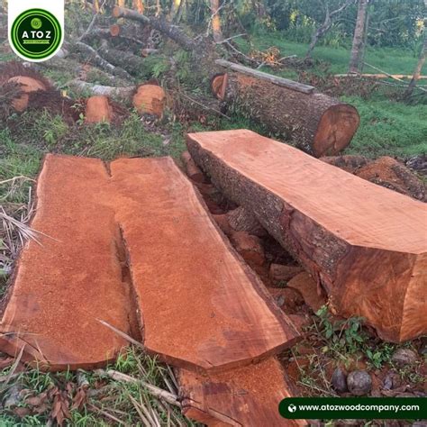 Mahogany Vs Walnut A Complete Comparison Guide For Buyers