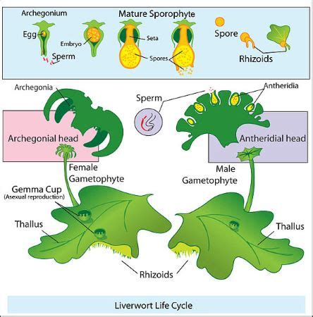 Liverwort Life Cycle Overview Characteristics And Phases Lesson
