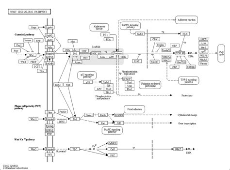 Wnt信号pcr Array 沃吉基因