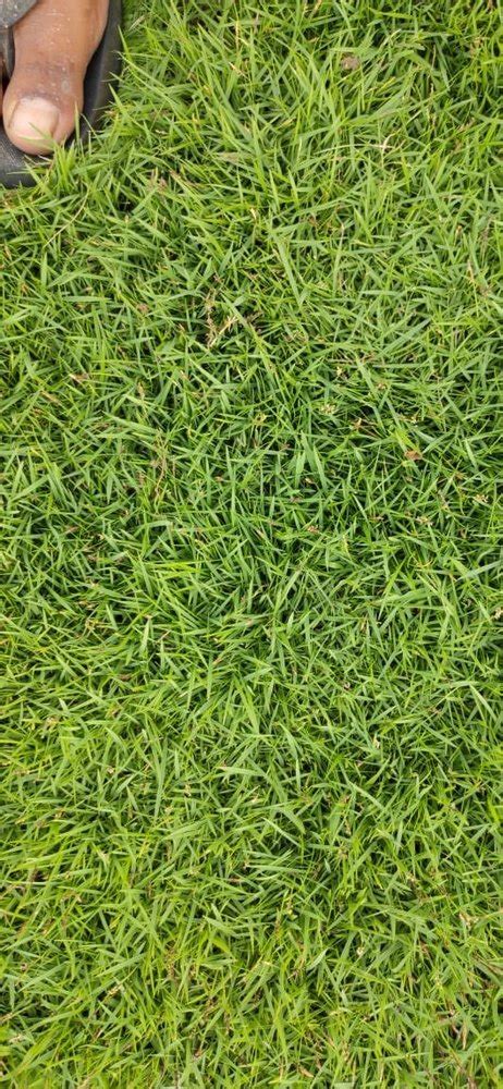 Rectangular Natural Selection Number One Garden Grass At ₹ 6square