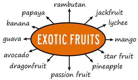 Types Of Exotic Fruit Stock Illustration Illustration Of Banana