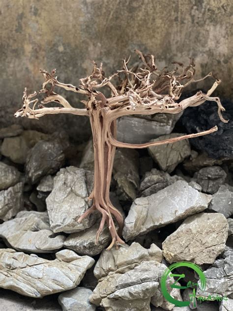 Lũa Kim Sa Tùng 1kg Zen Aquarius