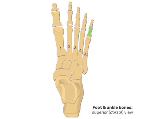 Phalanges Bone Human Phalanges Bones Of The Little Toe White And