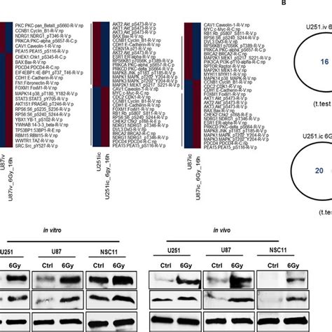proteomic profiling by reverse phase protein arrays rppa identified