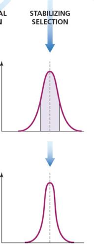 Evolution Flashcards Quizlet
