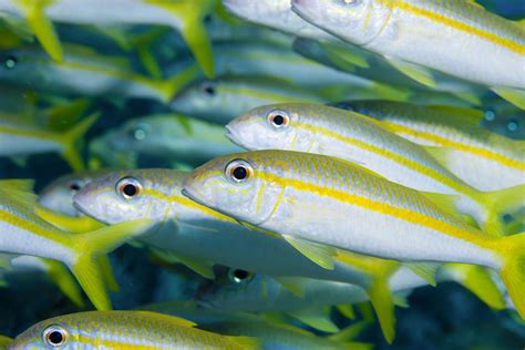 Common Reef Fish Of Florida And The Caribbean