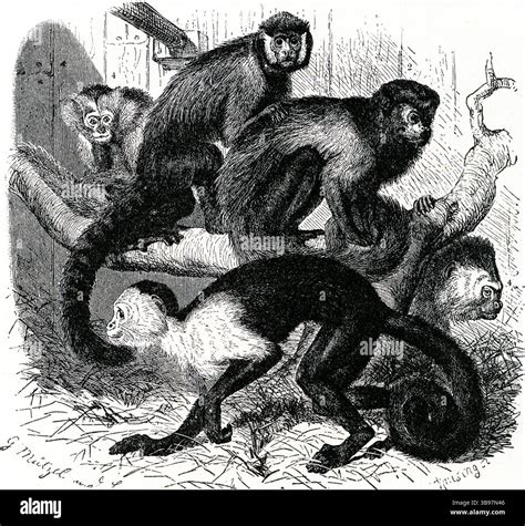 A Group Of Capuchins （ White Bearded Capuchin Brown Capuchin White