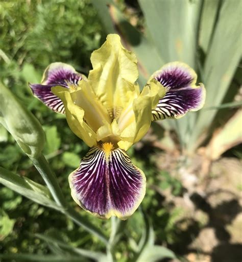 2020 Iris Virus Blooms In The Irises Forum