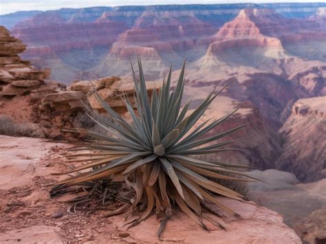 Votre Guide Ultime Pour Explorer Le Grand Canyon