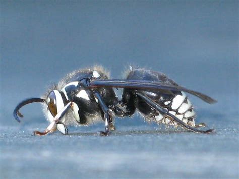 Male Maculata Dolichovespula Maculata Bugguidenet