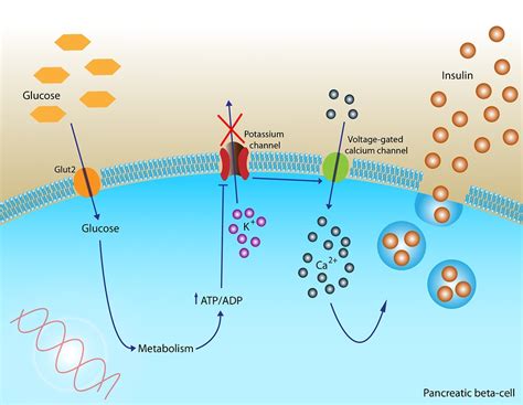 How Does Potassium Affect Insulin Secretion At Marisa Randolph Blog