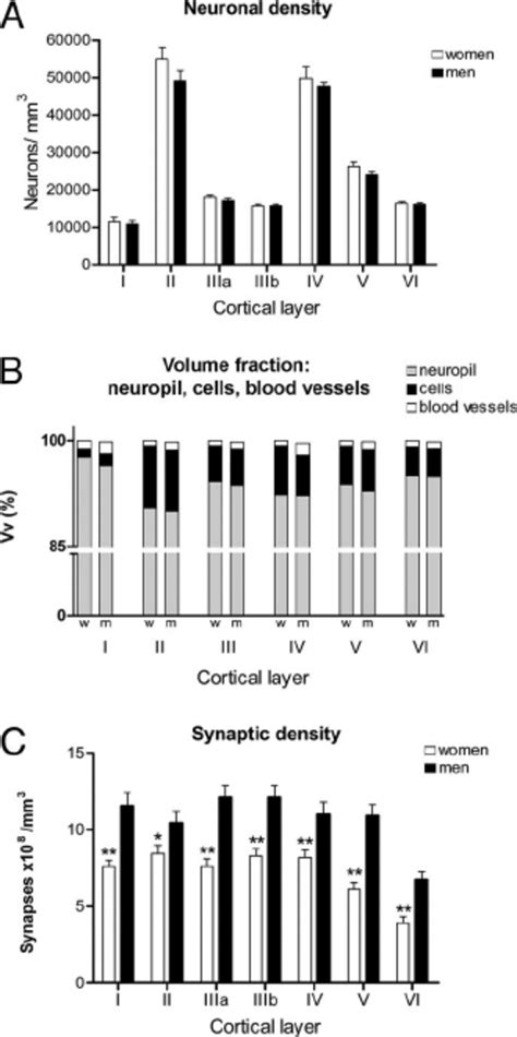 Graphs Of The Neuronal Densities Volume Fraction V V Synaptic