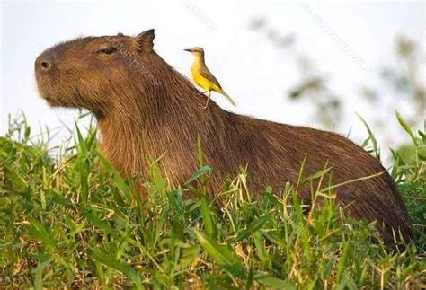 Capybara With A Bird On Its Head
