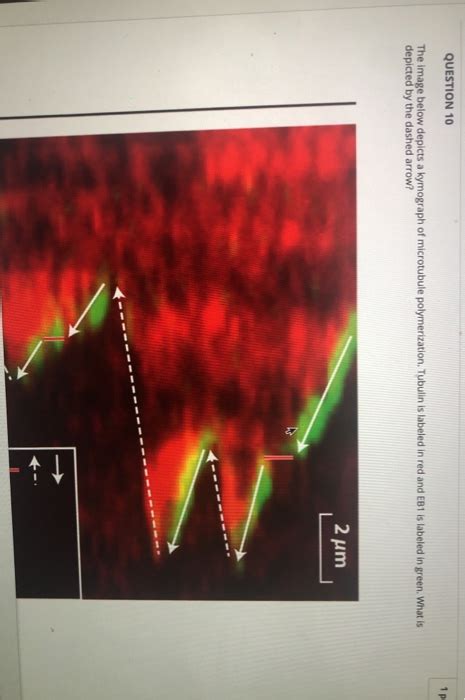 Question 5 Whamm Is A Nucleation Promoting Factor