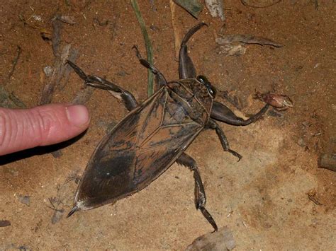 10 Of The Largest Insects In The World
