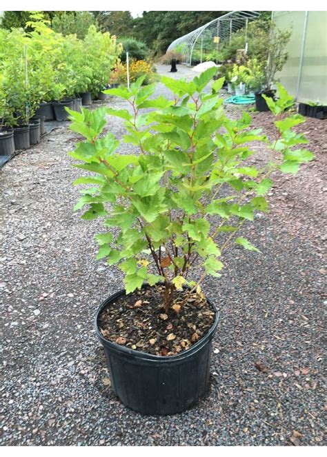 Physocarpus Opul Ninebark Native 3 Behmerwald Nursery