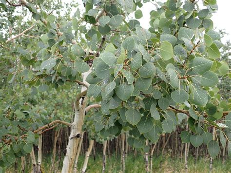 Populus Tremuloides Prairie Restorations Inc