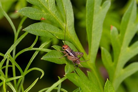 Ugh A Bug Get To Know Insect Anatomy Science Friday