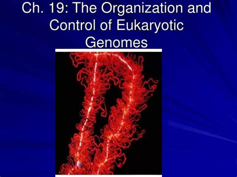 Ppt Ch 19 The Organization And Control Of Eukaryotic Genomes