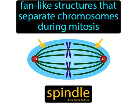 Spindle Easy Science Definition