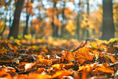 Golden Autumn Foliage Closeup Leaves With Blurred Fall Landscape Idyllic Nature Scenery Warm