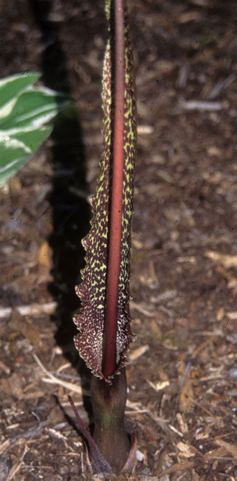 Sauromatum Venosum Voodoo Lily