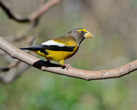 Evening Grosbeak — Sacramento Audubon Society