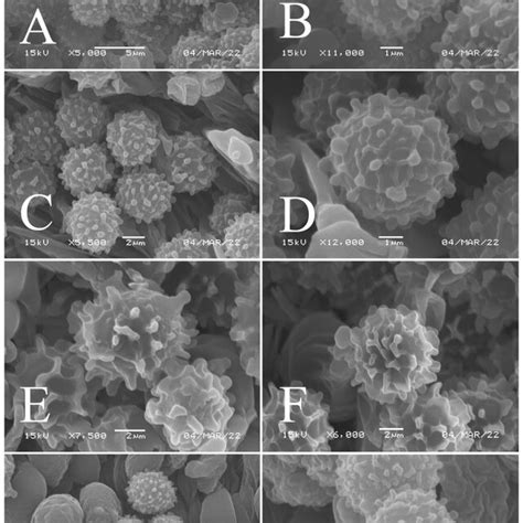 Basidiospores Of Four New Species In Sem A B R Brevispora