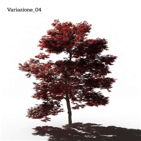 Japanese Maple Dissectum Animated 3d Model Animated Cgtrader