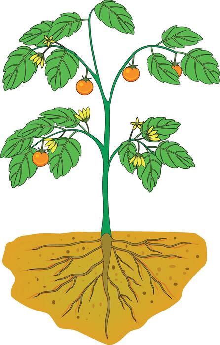 How To Draw Tomato Leaf