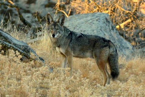 Foothill Coyote Photograph By Michael Allred Pixels