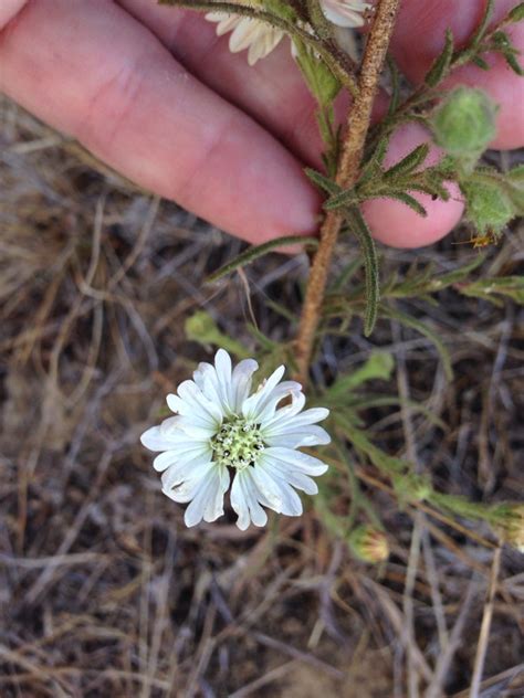 Hayfield Tarweed Hemizonia Congesta Flower Leaf Care Uses