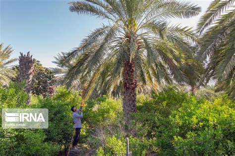 آغاز گرده‌افشانی نخل‌ها در فارسخرما در چه شهرستان‌هایی تولید می‌شود؟ ایرنا