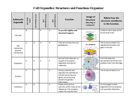 Cell Organelle Structure And Function Eukaryotic Organelle Plant Cell