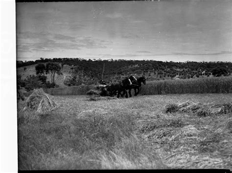 Harvesting Wheat At Minda Homes Craigburn Farm 1945 History Trust