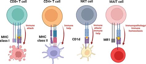 The Mr1mait Cell Axis In Cns Diseases Pmc