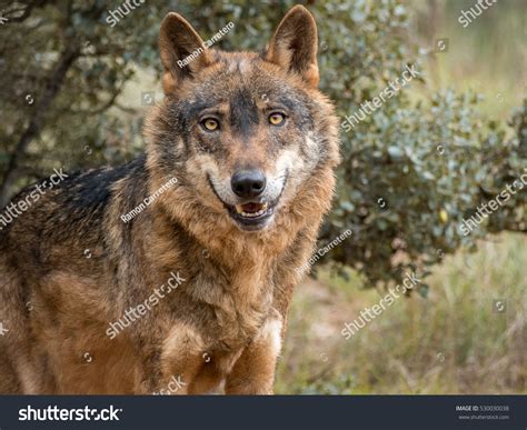 Beautiful Brown Wolf