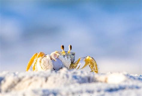 Ghost Crabs