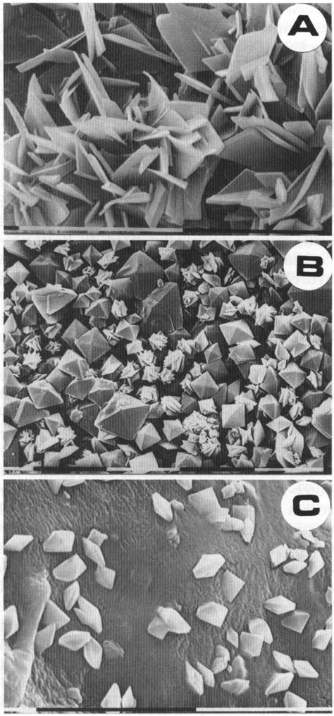 Sem Micrographs Of Co Crystals Obtained By Precipitation From Synthetic