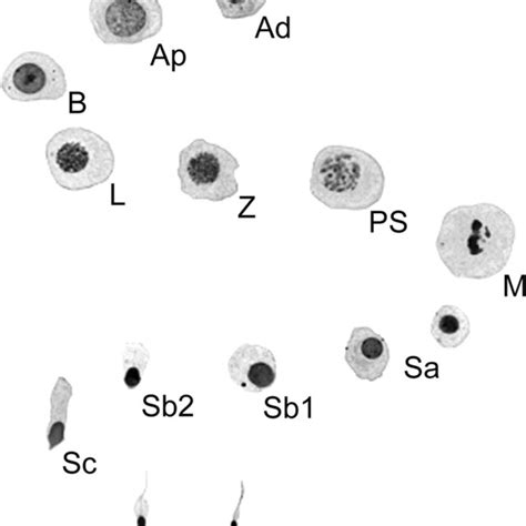 Normal Spermatogenesis The Cell Types This Diagram Illustrates The