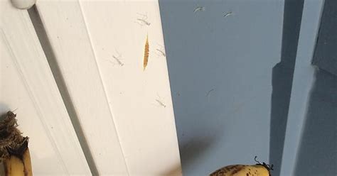 Mantis Babies Album On Imgur