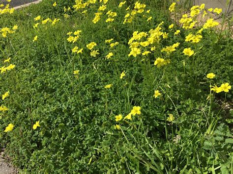 Divagar Sobre Tudo Um Pouco Poemas Flores Pinturas Férias Flores Silvestres Azedas