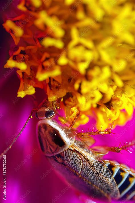 Ectobius Vittiventris The Amber Wood Cockroach Or Amber Forest