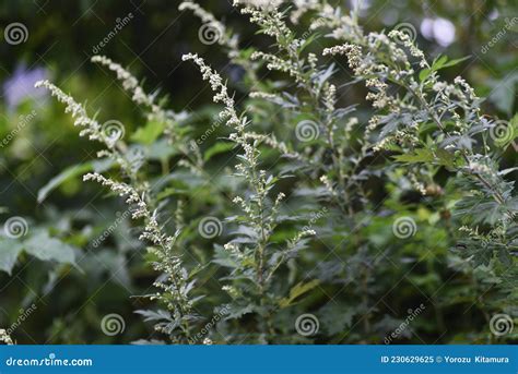 Japanese Mugwort Flowers Stock Image Image Of Care 230629625