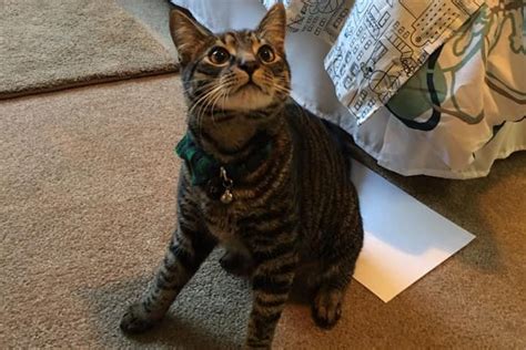 Eric The Eel The Olympic Swimmer Who Could Barely Swim Upworthy