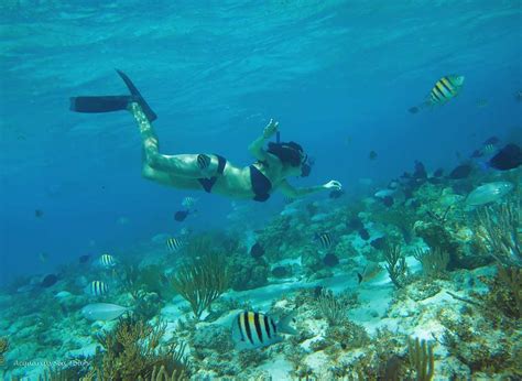 Snorkel Spots Cayman At Bruce Lohr Blog